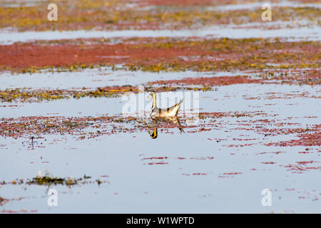 Spot billed Duck swans geese or Pati Hash(waterfowl Anatidae), a ...