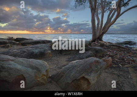 Lake Cootharaba scenery at sunrise, near the Noosa Everglade, in ...