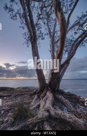 Lake Cootharaba scenery at sunrise, near the Noosa Everglade, in ...