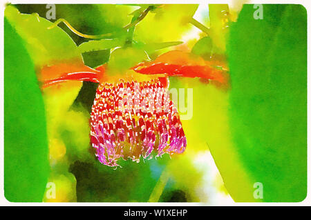 Watercolor Painting of assion Fruit Flower between Leaves (Curitiba ...