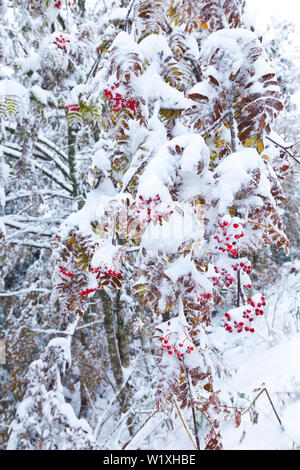 ROWAN - SERBAL DE CAZADORES (Sorbus aucuparia), Northern Velebit ...