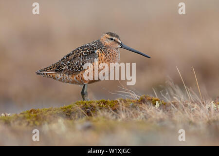 A Long billed Dowitcher Resting in a Wetland in the Port Aransas ...