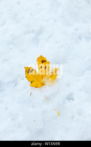 MAPLE - ARCE, Northern Velebit National Park, Dalmatia region, Croacia ...