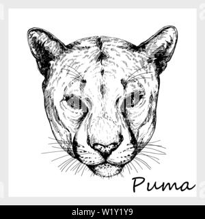Hand drawn sketch style puma isolated on white background. Vector ...