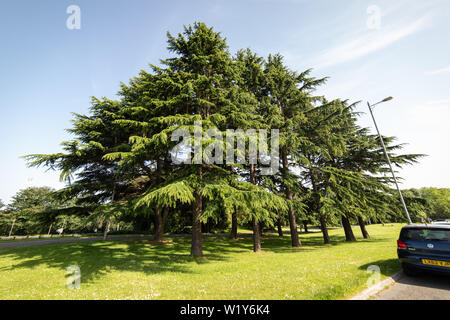 clump of cedar trees in Crystal Palace park Stock Photo - Alamy