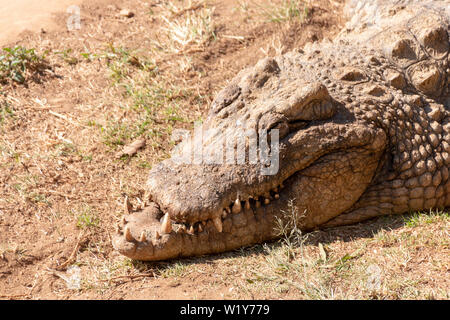 a close up of a crocodiles face Stock Photo - Alamy