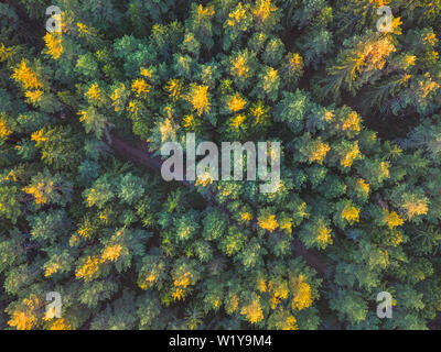 Picture Photo of Green High Pine Tree View Stock Photo - Alamy
