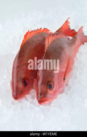 Close up of two red snapper fish, stuffed with a slice of lime and ...