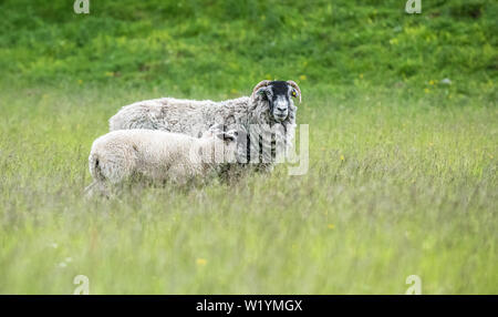 Swaledale Ewe, a female sheep with young lamb in green pasture. Facing ...