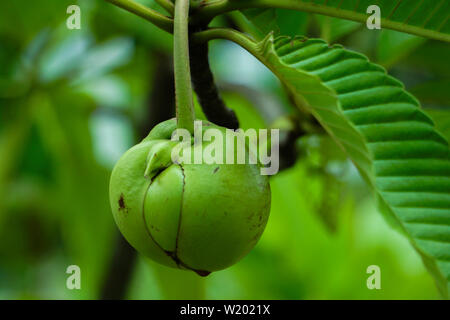 Flower of Elephant apple or Chalta of South East Asia Stock Photo - Alamy