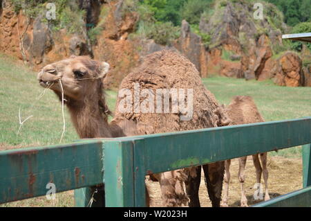 Portrait Of Dromedary Drinking Water The Natural Park Of Cabarceno Old ...