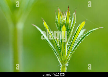 Cleavers, Goosegrass or Sticky Willie (galium aparine), close up of the ...