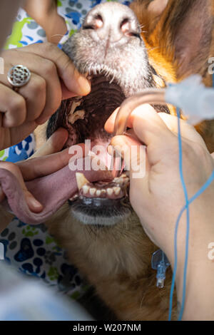 Endotracheal intubation in an anesthetic dog before a surgery Stock ...