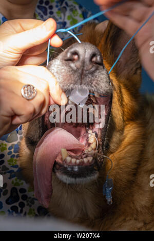 Endotracheal intubation in an anesthetic dog before a surgery Stock ...