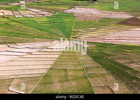 Spider Web Rice Fields with many different colors in Flores, Indonesia ...