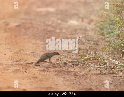 Endemic Indian Tree Shrew at Tadoba Andhari Tiger Reserve,Chandrapur ...