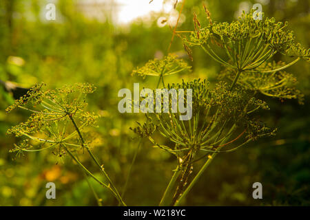 Chinese angelica, Dong quai (Angelica polymorpha var sinensis, Angelica ...