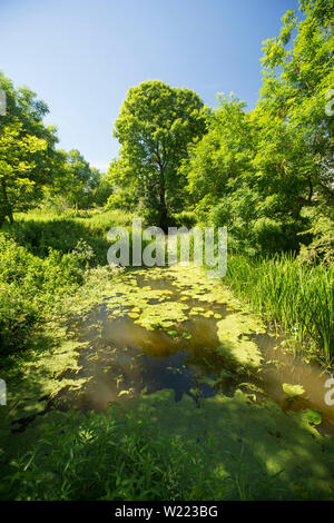 View upstream of the Dorset Stour River looking towards Sturminster ...