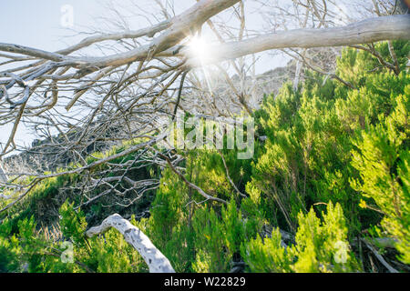 Dead and green Trees at the pico ruivo Stock Photo - Alamy