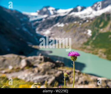 Triftgletscher mit Triftsee in den Schweizer Alpen bei Gadmen Stock ...