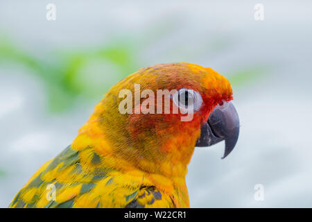 Colorful yellow parrot, Sun Conure (Aratinga solstitialis), head ...