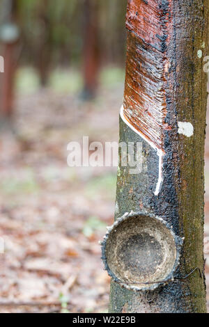 Row of para rubber tree Stock Photo - Alamy