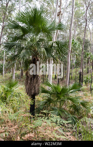 An Australian Cycad plant in the rainforest in the Carvarvon Gorge ...