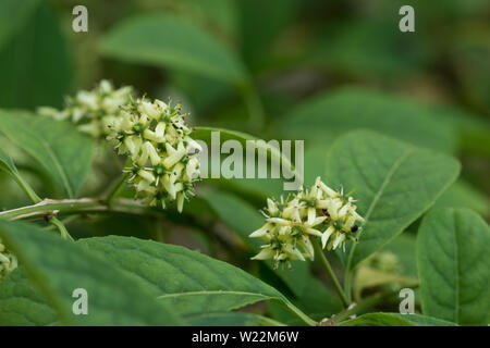 winged burning bush,wahoo, winged euonymus, winged spindle-tree ...
