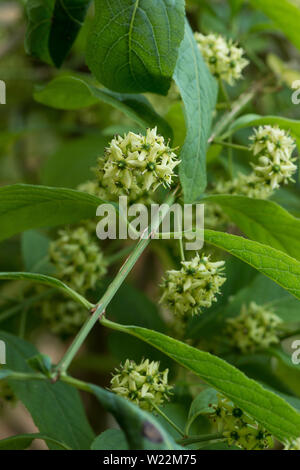 winged burning bush,wahoo, winged euonymus, winged spindle-tree ...
