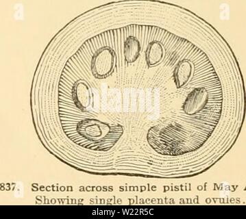 This section from the 'Cyclopedia of American Horticulture' discusses ...