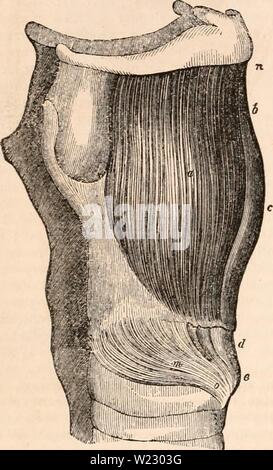. The cyclopædia of anatomy and physiology. Anatomy; Physiology ...