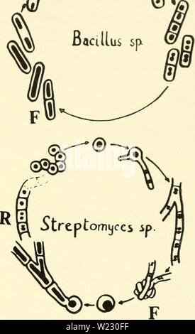 . The cytology and life-history of bacteria. Bacteria. % %. (Reproduced ...