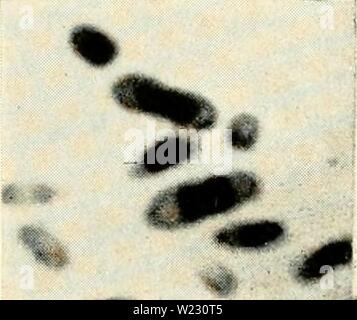 . The cytology and life-history of bacteria. Bacteria. F G {Reproduced ...