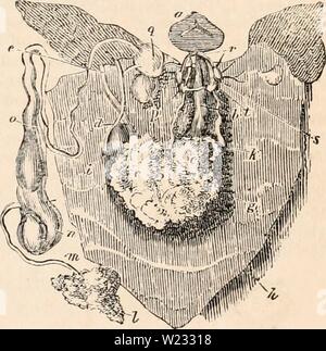 . The cyclopædia of anatomy and physiology. Anatomy; Physiology ...
