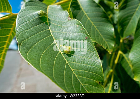 Gall wasp eggs and larvae or grubs on walnut tree leaves. Cynipidae ...