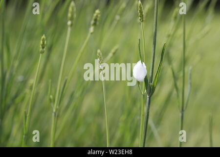 Evidence of meadow froghopper insects in a field of grass Stock Photo ...