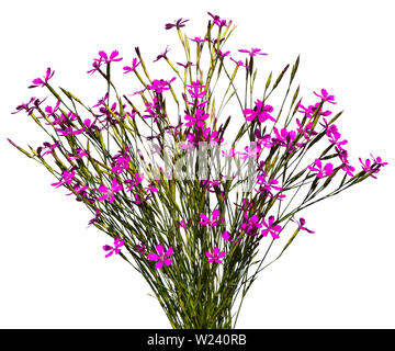 Beautiful carnations isolated on white Stock Photo - Alamy