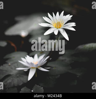 conservatory of flowers sf Stock Photo - Alamy