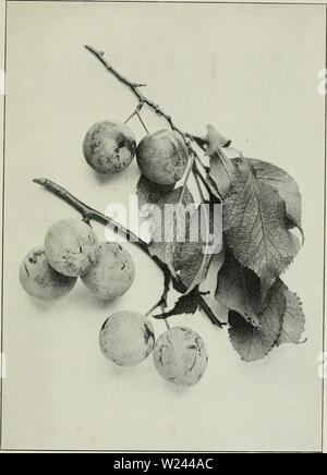 This plate from the 'Cyclopedia of Hardy Fruits' showcases the Napoleon ...