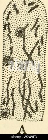 This illustration from Alexandre Guilliermond and Lenette May Rogers ...