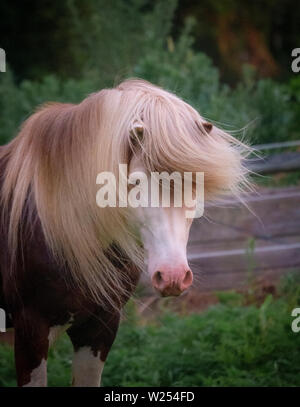A chestnut splash white Icelandic stallion Stock Photo - Alamy