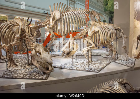 The Hall of Fossils at the Smithsonian National Museum of Natural ...