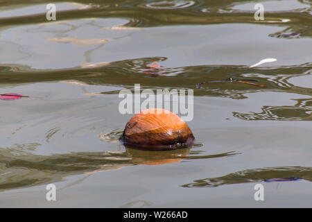 COCONUT floating in ocean, SEED DISPERSAL, BELIZE Caribbean Sea Stock ...