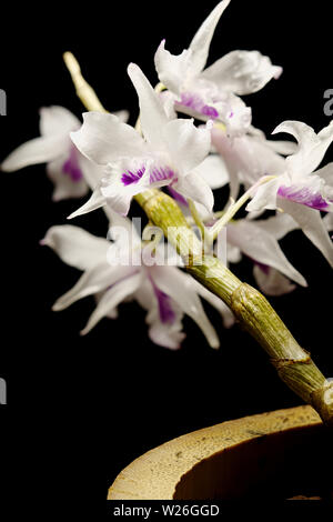 flower of endrobium Stock Photo - Alamy