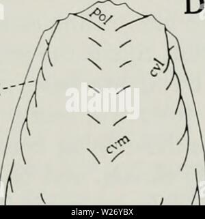 . The Cyathaspididae; a family of Silurian and Devonian jawless ...