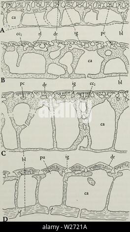 . The Cyathaspididae; a family of Silurian and Devonian jawless ...