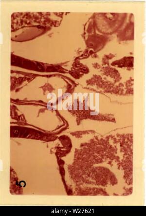 Nuclear Polyhedrosis Virus Stock Photo - Alamy