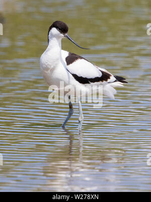 Beautiful wader the Avocet wading and feeding Stock Photo - Alamy