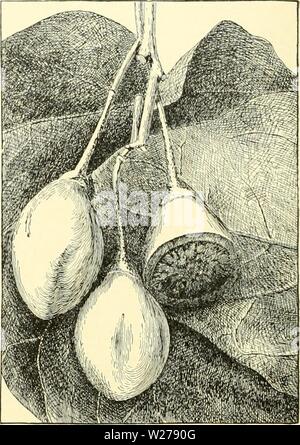 New stem of papyrus (Cyperus papyrus Stock Photo - Alamy