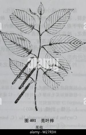 This botany illustration from da bie shan zhi wu zhi depicts a variety ...